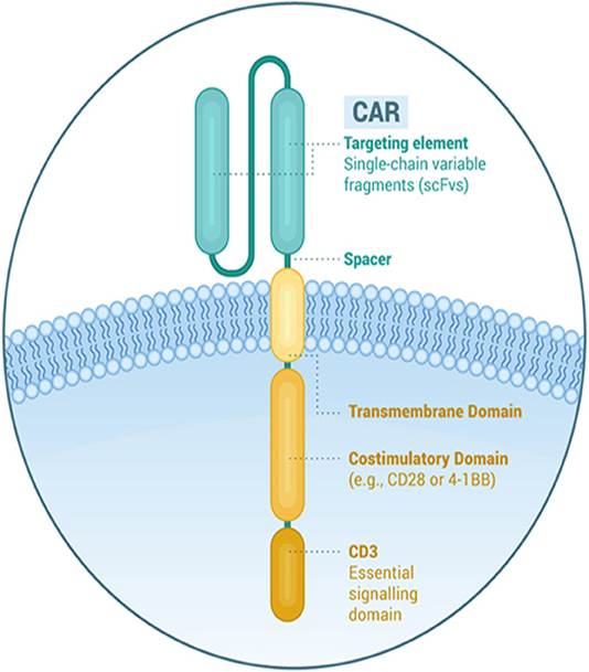Recent Advances In CAR T Cell Therapy – The Farah Saeed Project